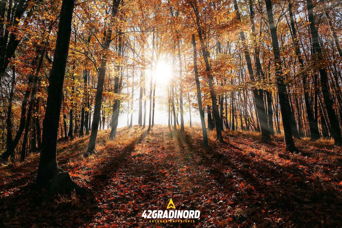 FOLIAGE, 7 TREKKING VICINO ROMA - 42GRADINORD