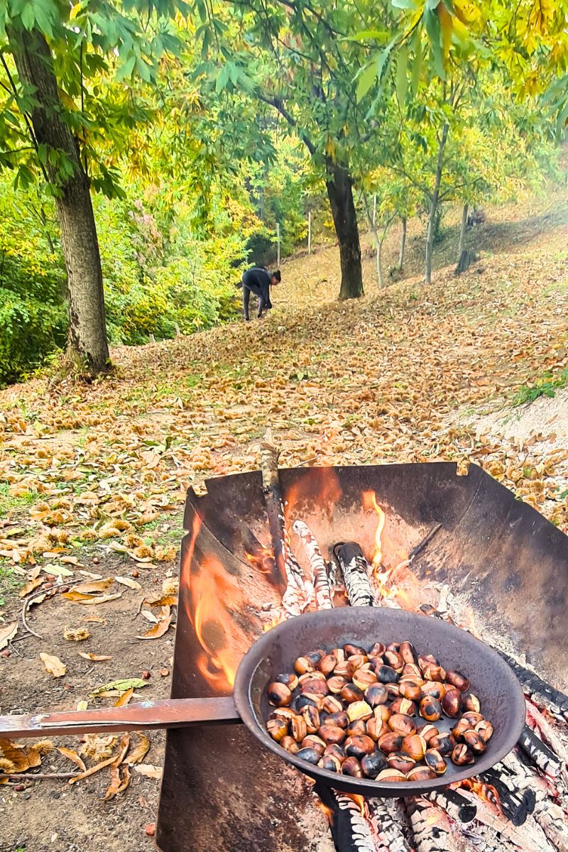 Trekking con raccolta delle castagne e pranzo in baita
